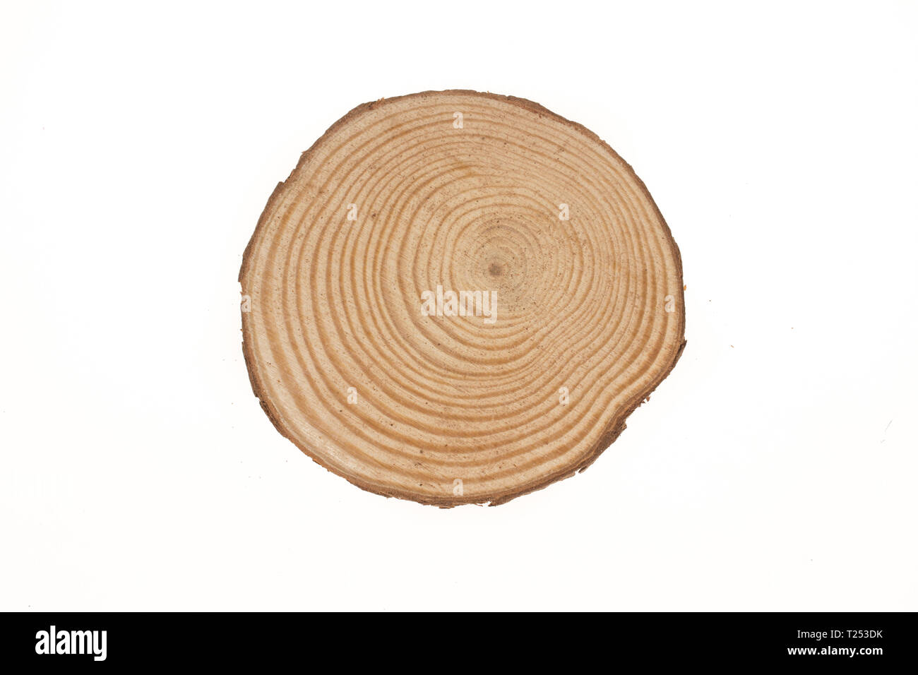 Wooden stump isolated on the white background. Round cut down tree with ...