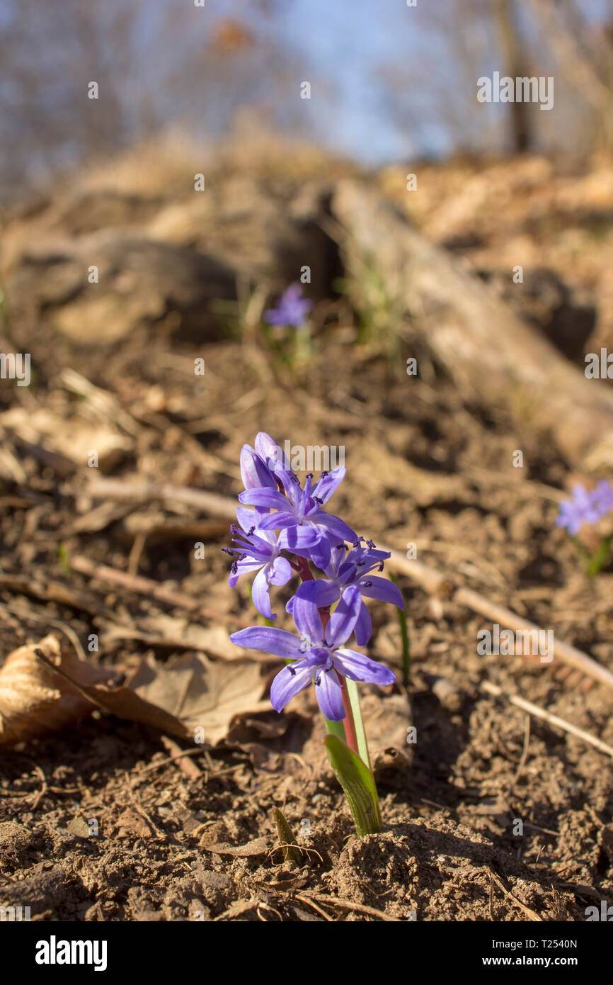 Blue flower Scilla bifolia in the forest with other Scilla bifolia in ...