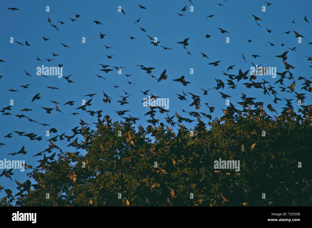 thousands of birds gather on a large tree to leave before winter ...