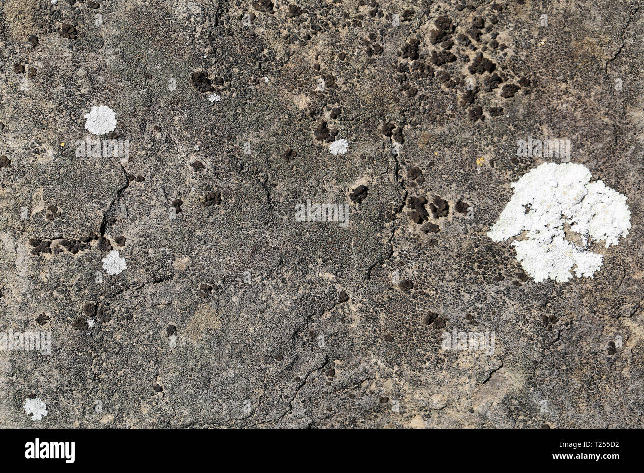 Lichen paving hi-res stock photography and images - Alamy