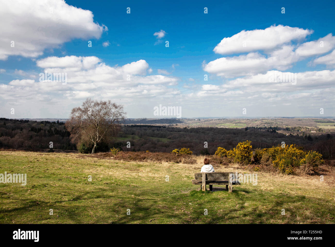 View over Ashdown Forest in early spring on a sunny day Stock Photo - Alamy