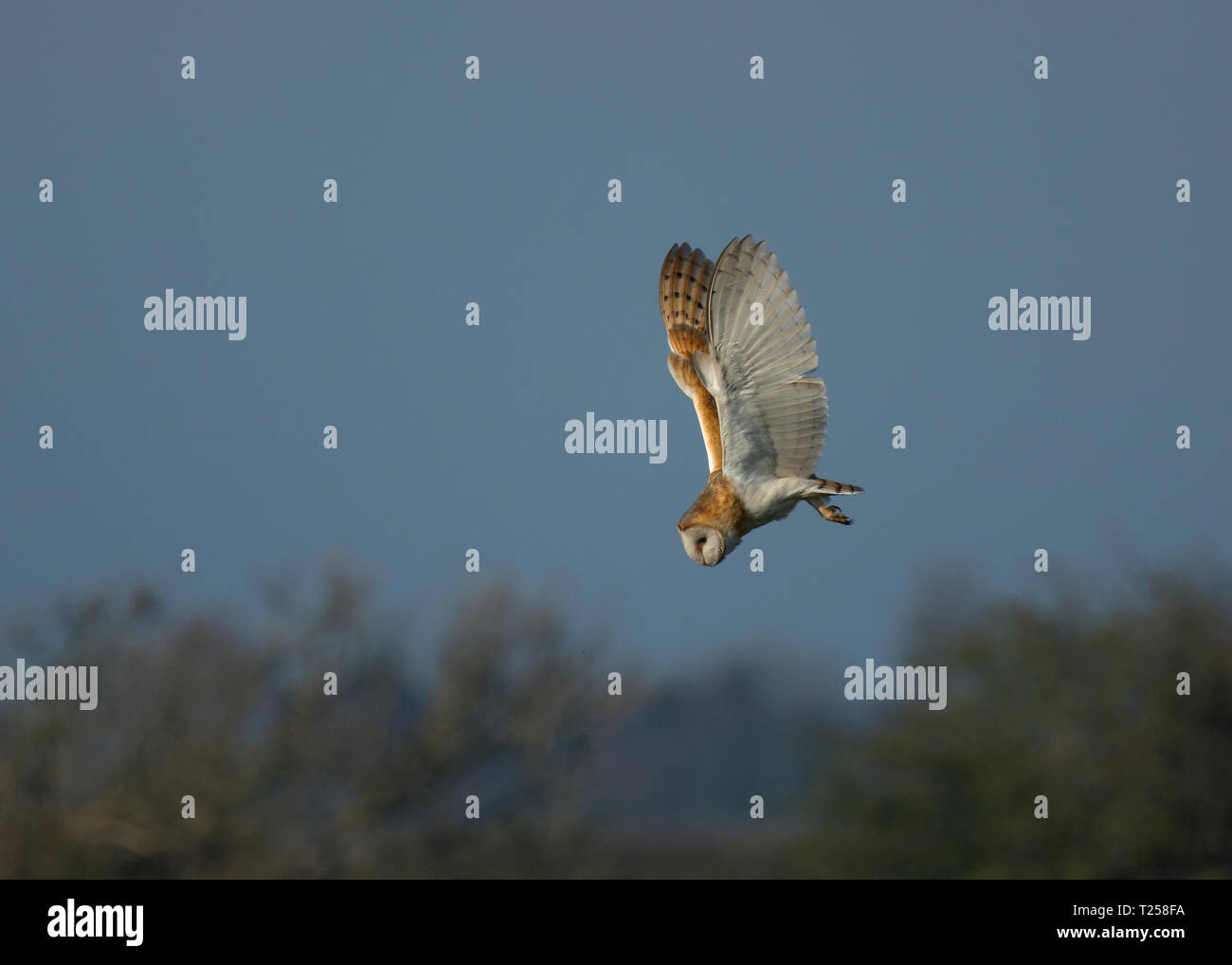 Barn owl quartering a field hi-res stock photography and images - Alamy