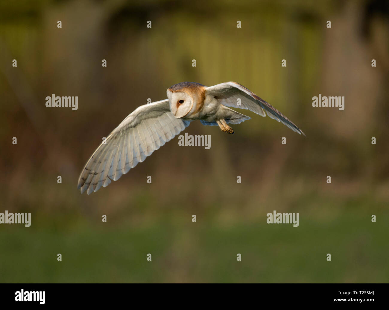 Barn owl quartering a field hi-res stock photography and images - Alamy