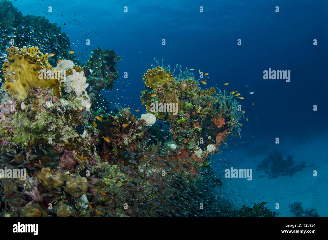 coral reef, surrounded by glassfish, Hamata, Red Sea, Egypt Stock Photo ...