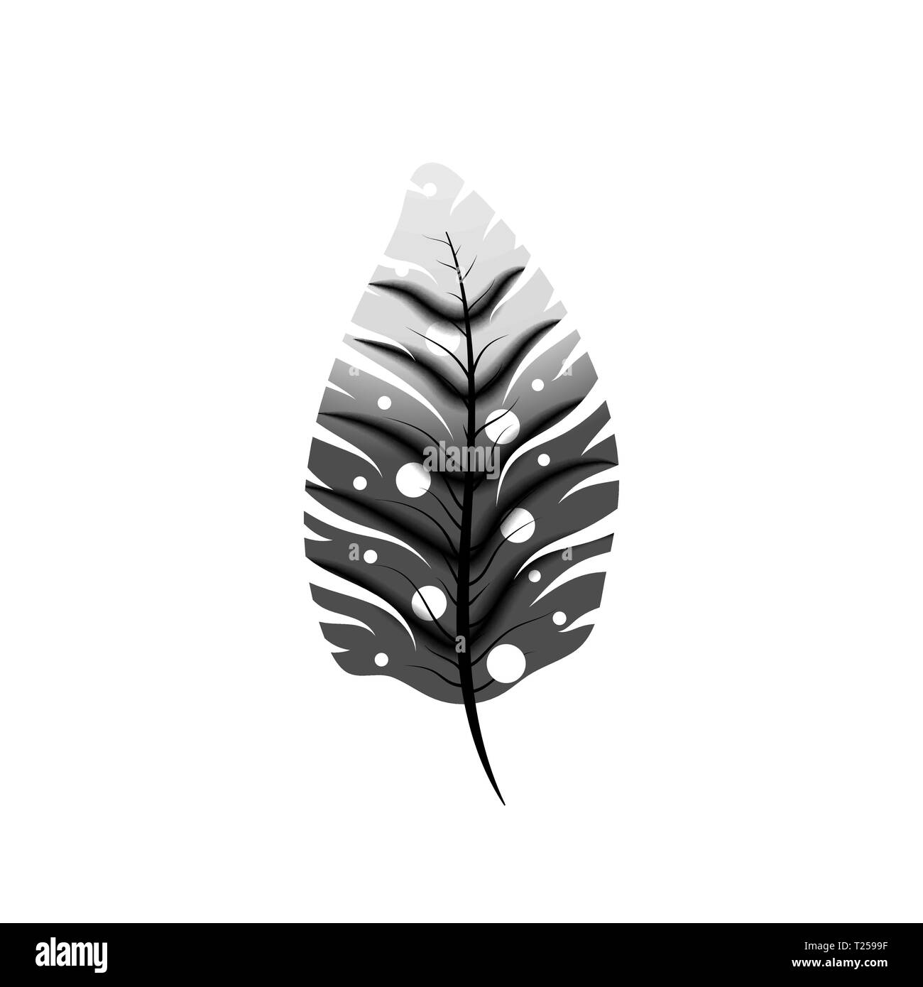 Feathers on peacock Black and White Stock Photos & Images - Alamy