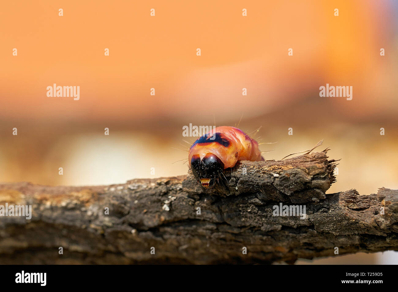 Goat moth caterpillar hi-res stock photography and images - Alamy