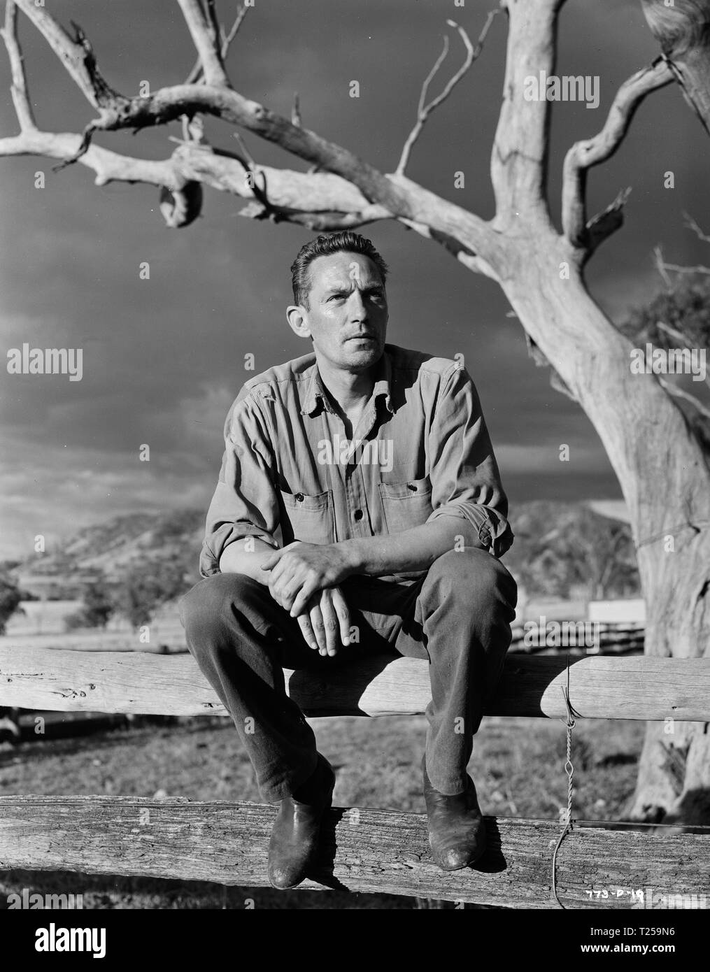 The Shiralee (1957) Peter Finch, Date: 1957 Stock Photo - Alamy