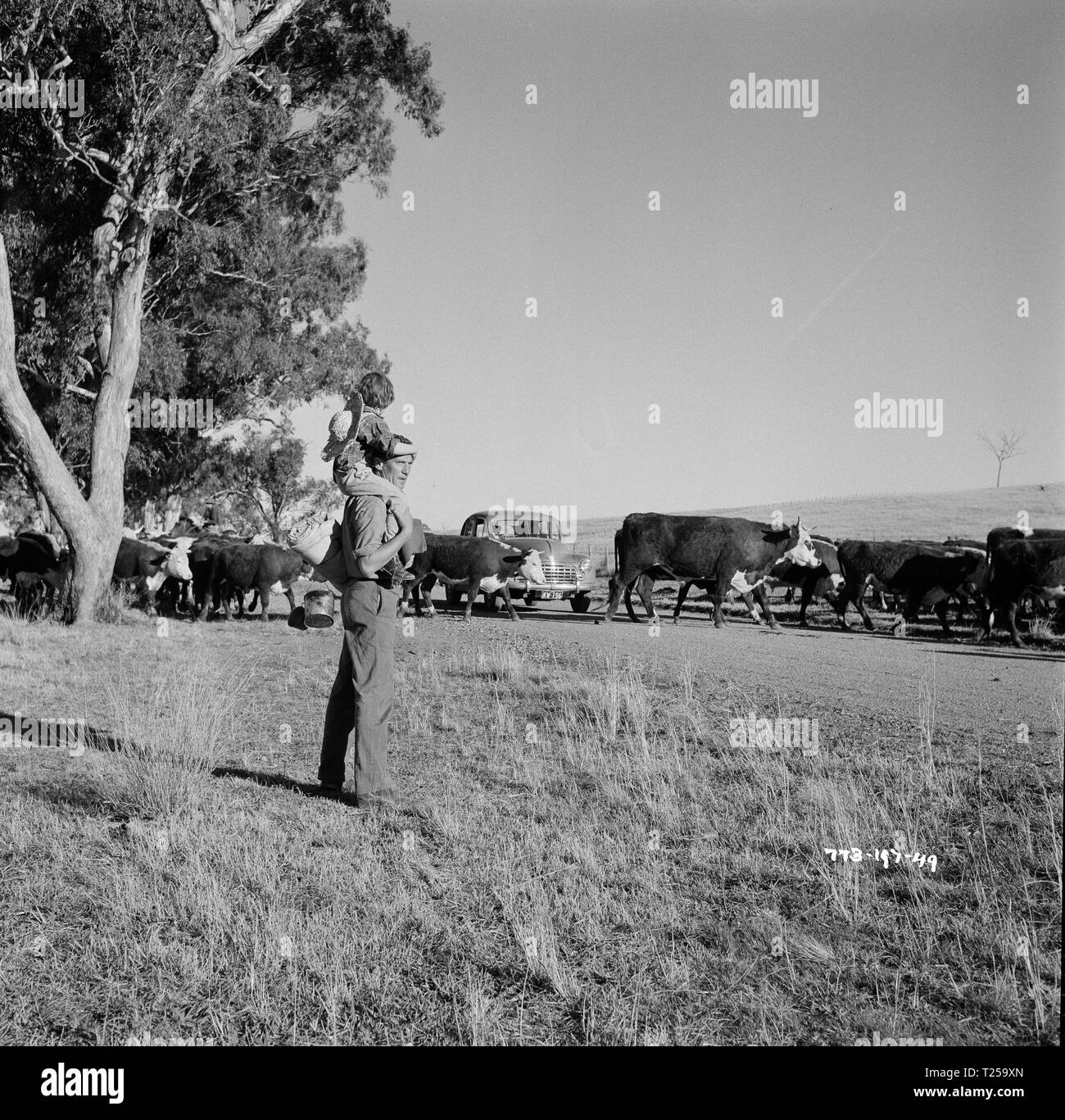 The Shiralee (1957) Peter Finch, Dana Wilson, Date: 1957 Stock Photo ...
