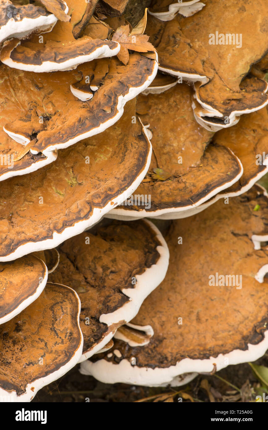 Woodland on The Ercall and around Ercall Quarry beside The Wrekin ...