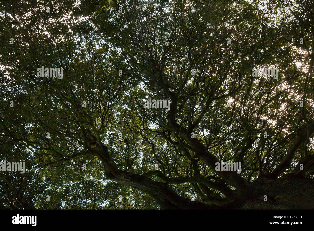 Canopy of a tree hi-res stock photography and images - Alamy