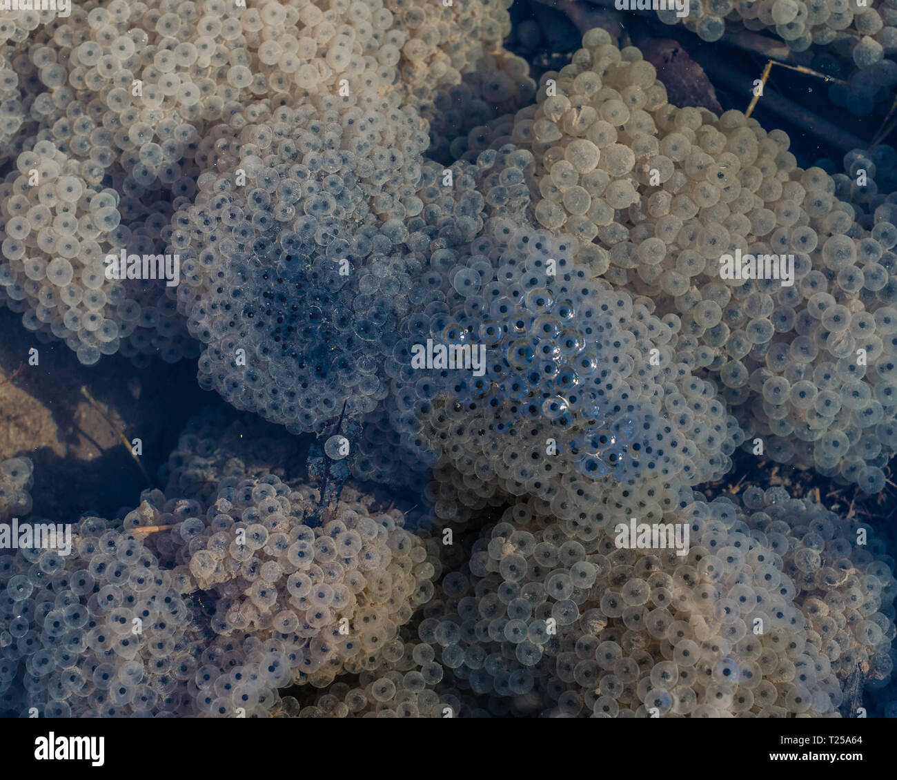 Frogspawn frog eggs jelly hi-res stock photography and images - Alamy