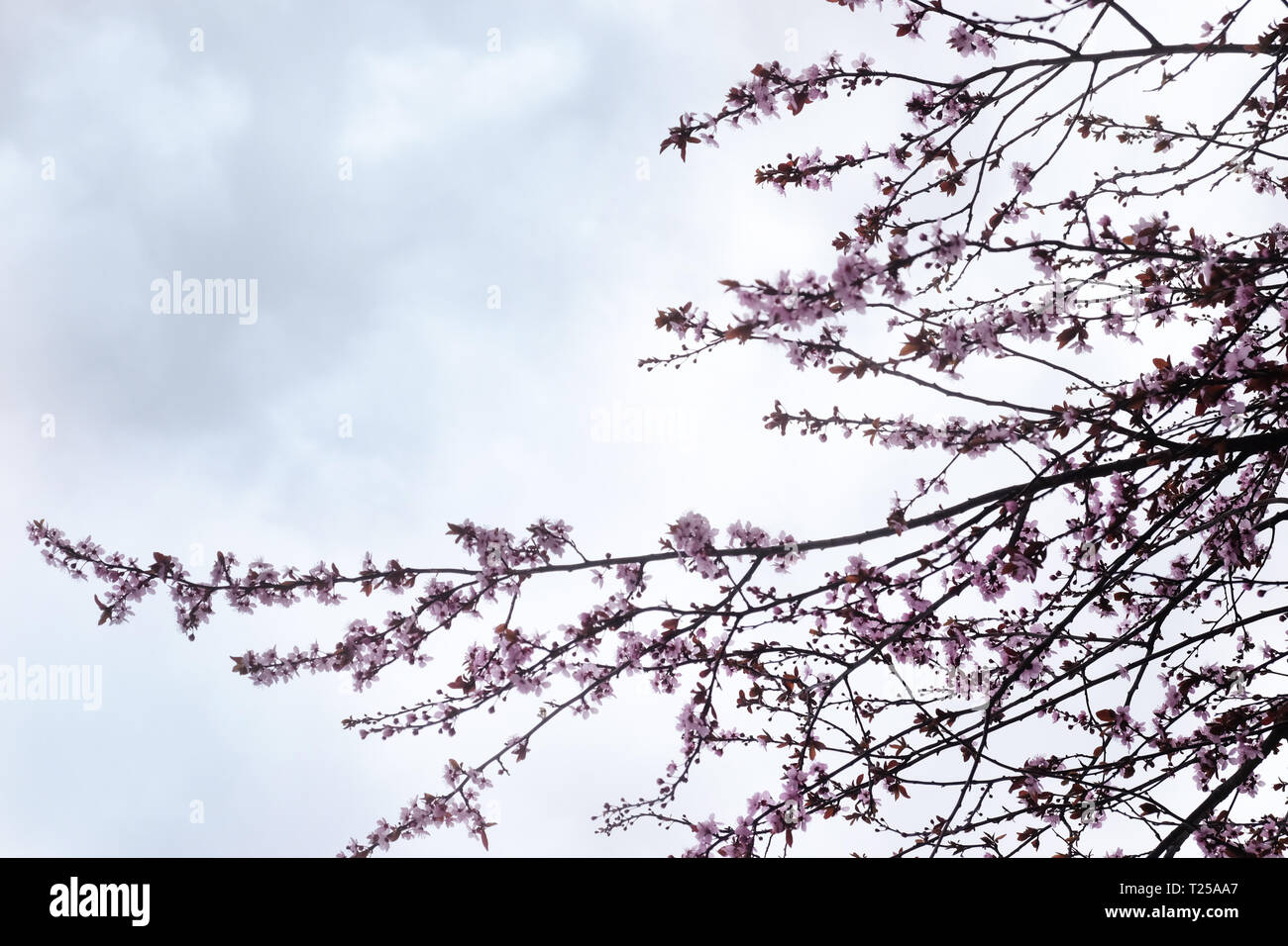 Spring blooming season Stock Photo - Alamy