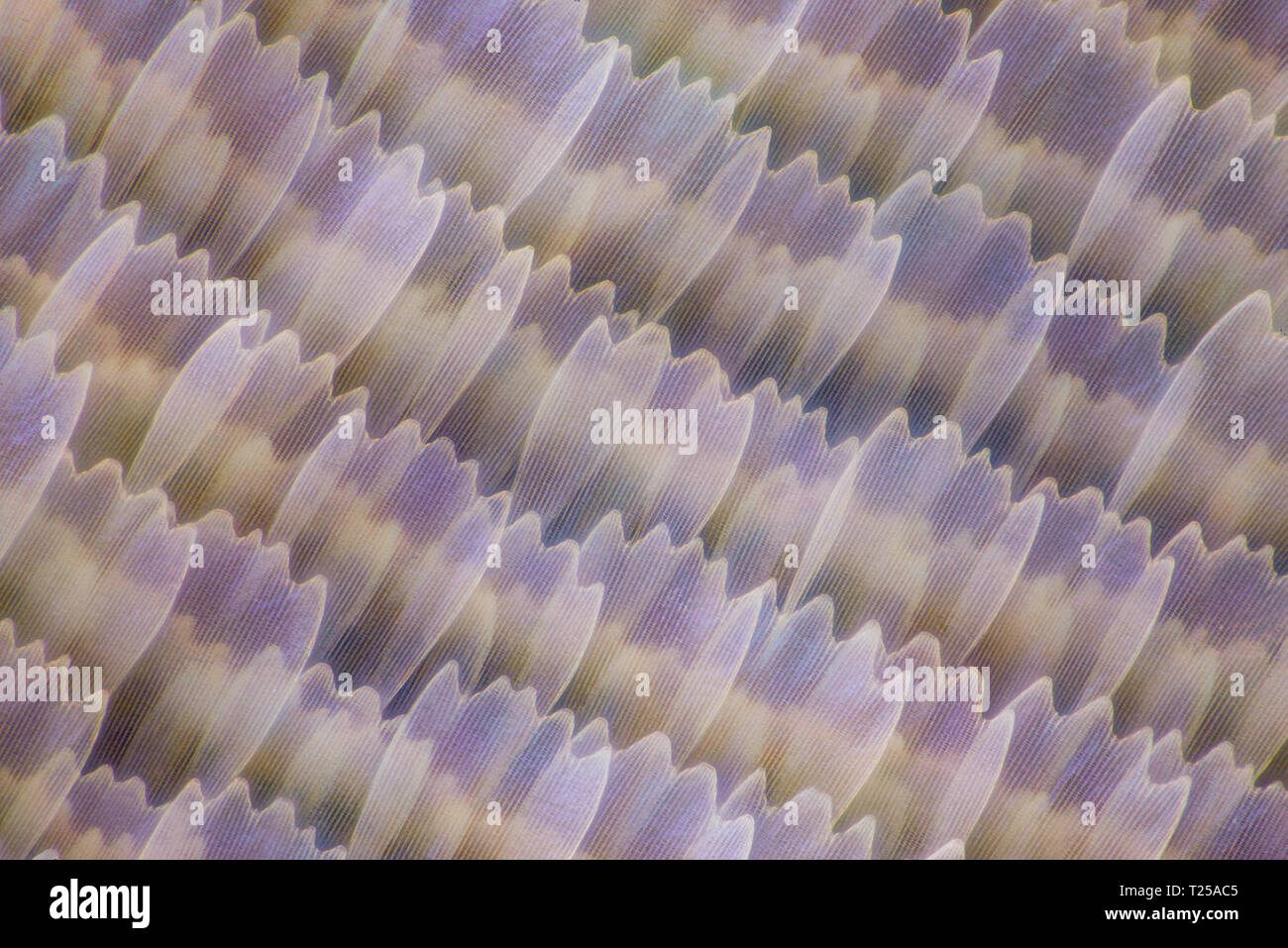 Extreme magnification - Butterfly wing under the microscope, 50x ...