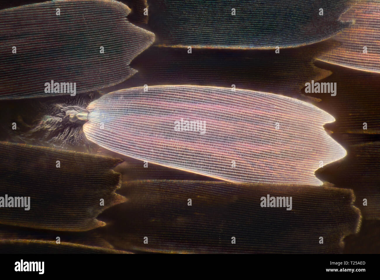 Butterfly wing microscope hi-res stock photography and images - Alamy