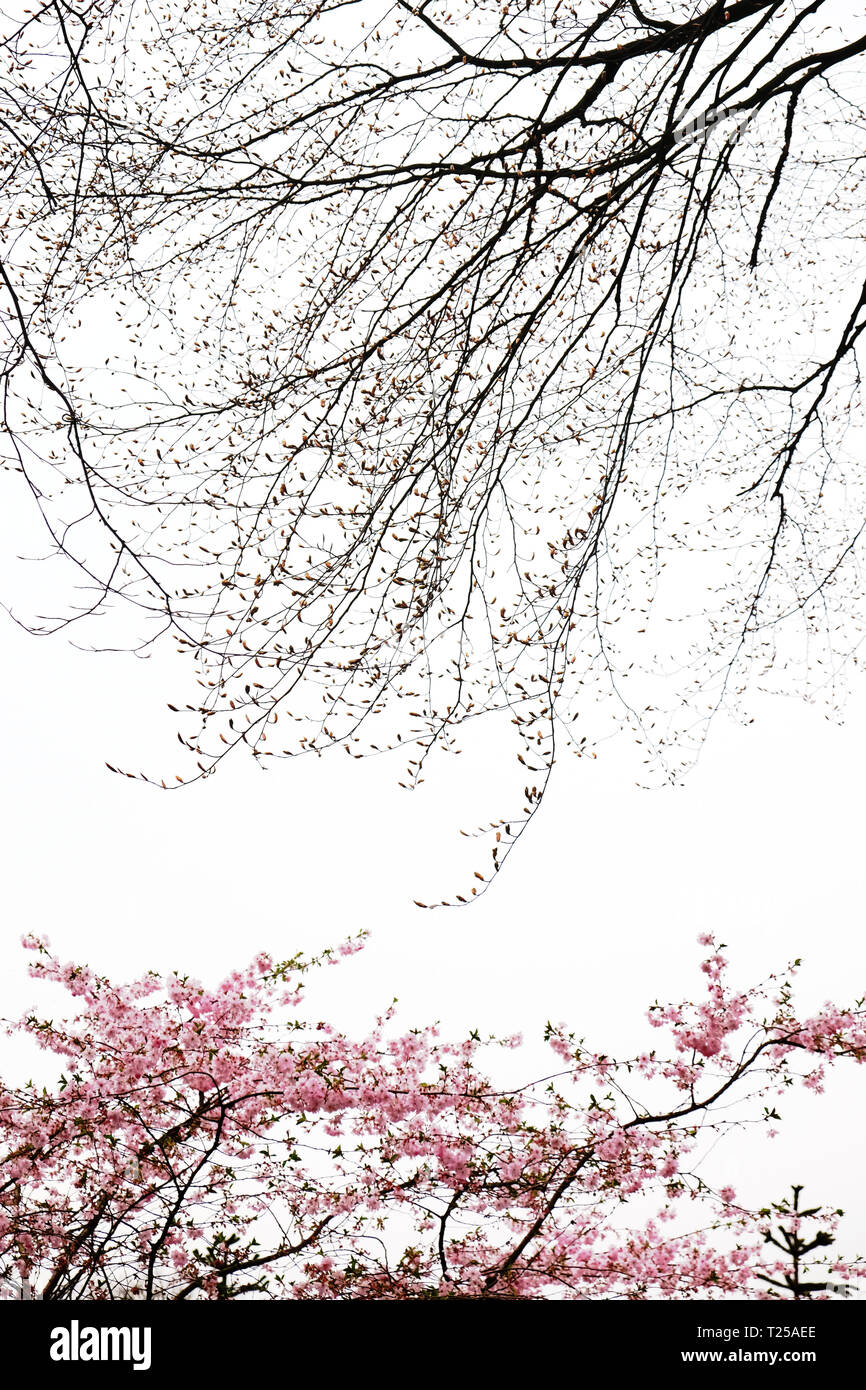 Seasons - Spring bloom season after winter Stock Photo - Alamy
