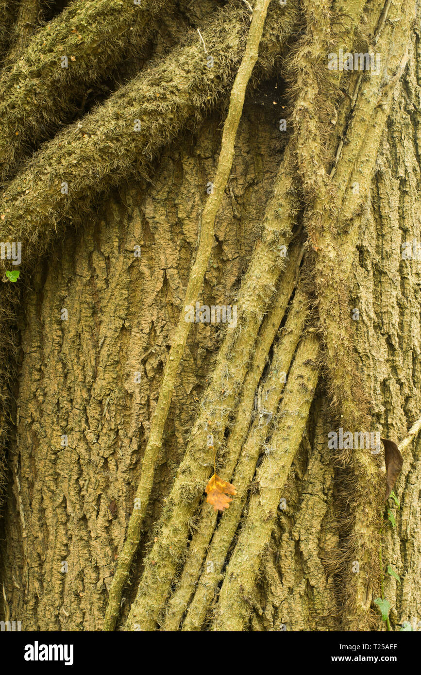Woodland on The Ercall and around Ercall Quarry beside The Wrekin ...