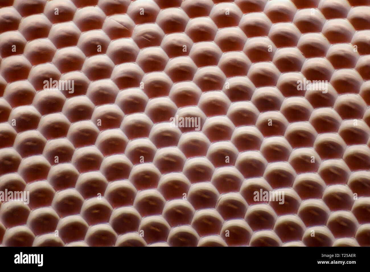 Extreme magnification - Fly compound eye at microscope, 100x ...