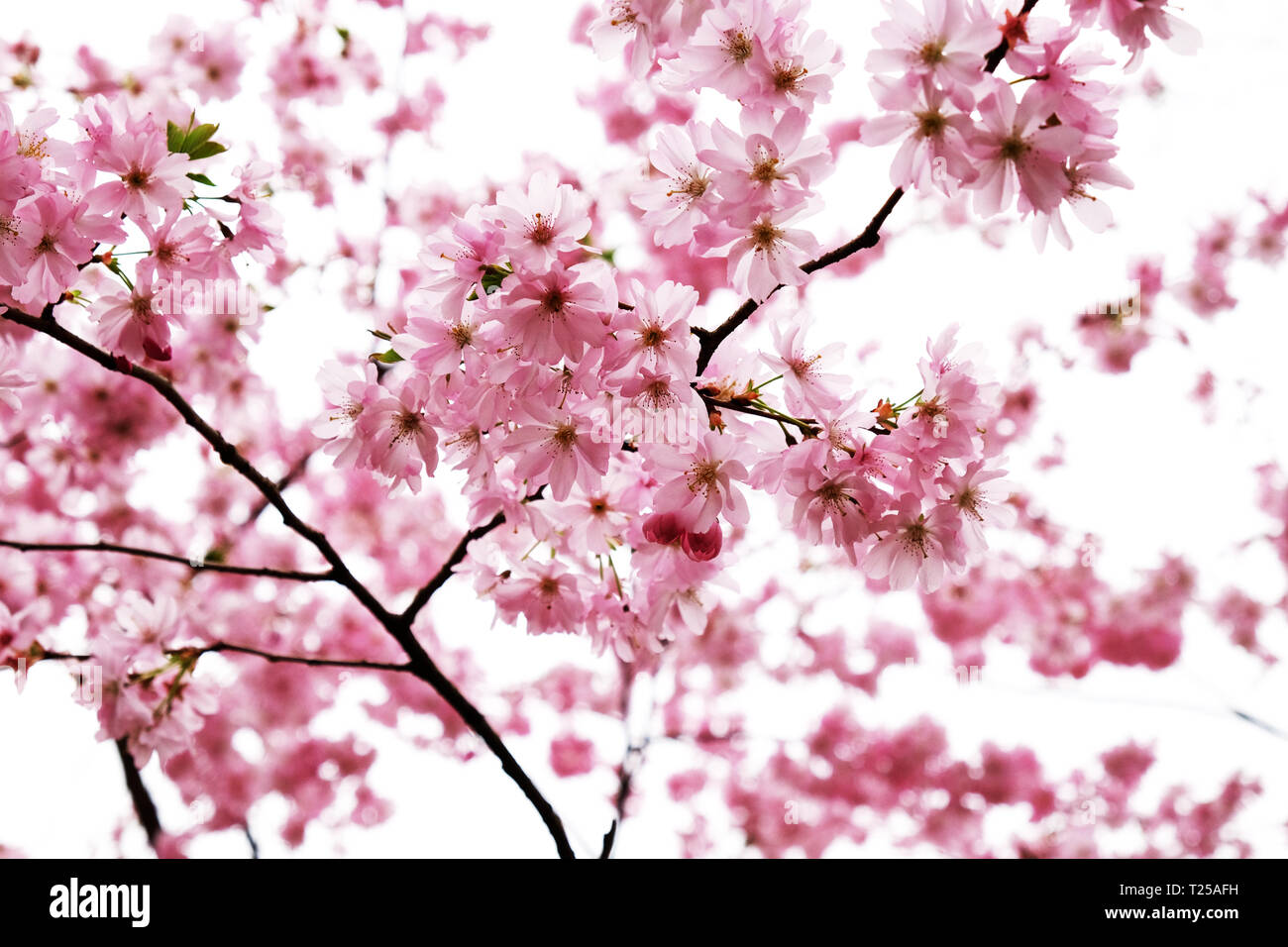 Spring flowers exterior hi-res stock photography and images - Alamy
