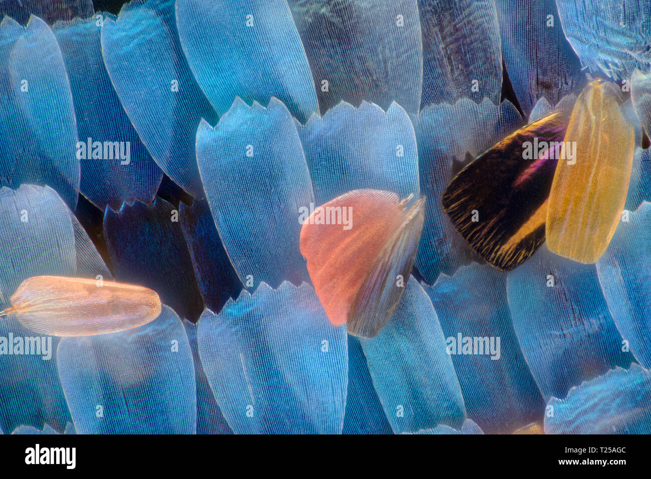 Extreme magnification - Butterfly wingm Blue morpho (morpho peleides ...