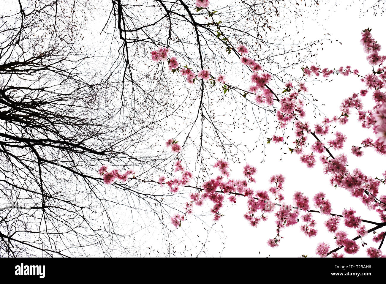 Seasons - Spring bloom season after winter Stock Photo - Alamy