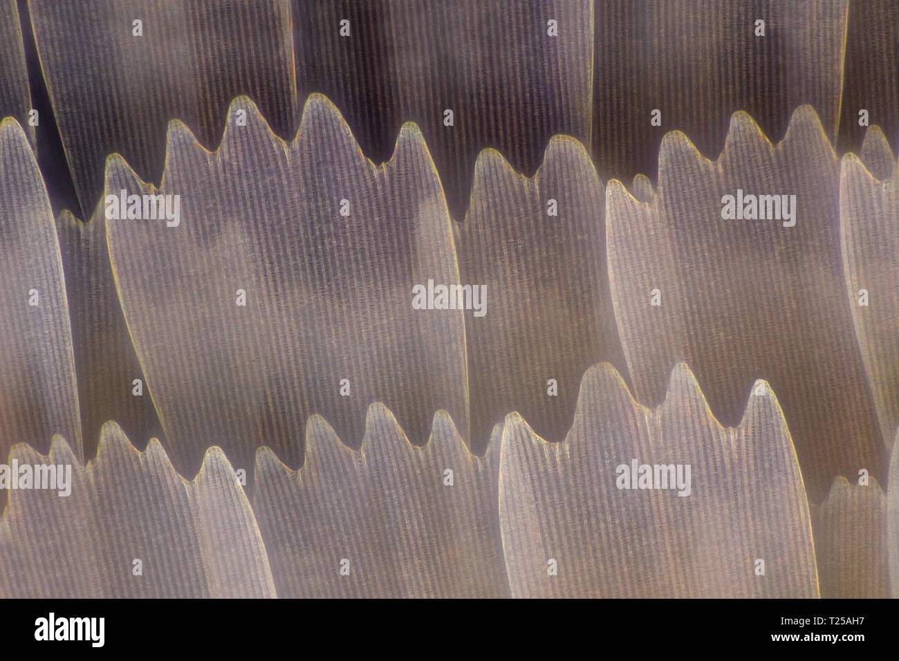 Extreme magnification - Butterfly wing under the microscope, 100x ...