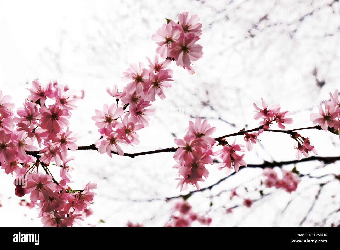 Spring flowers exterior hi-res stock photography and images - Alamy