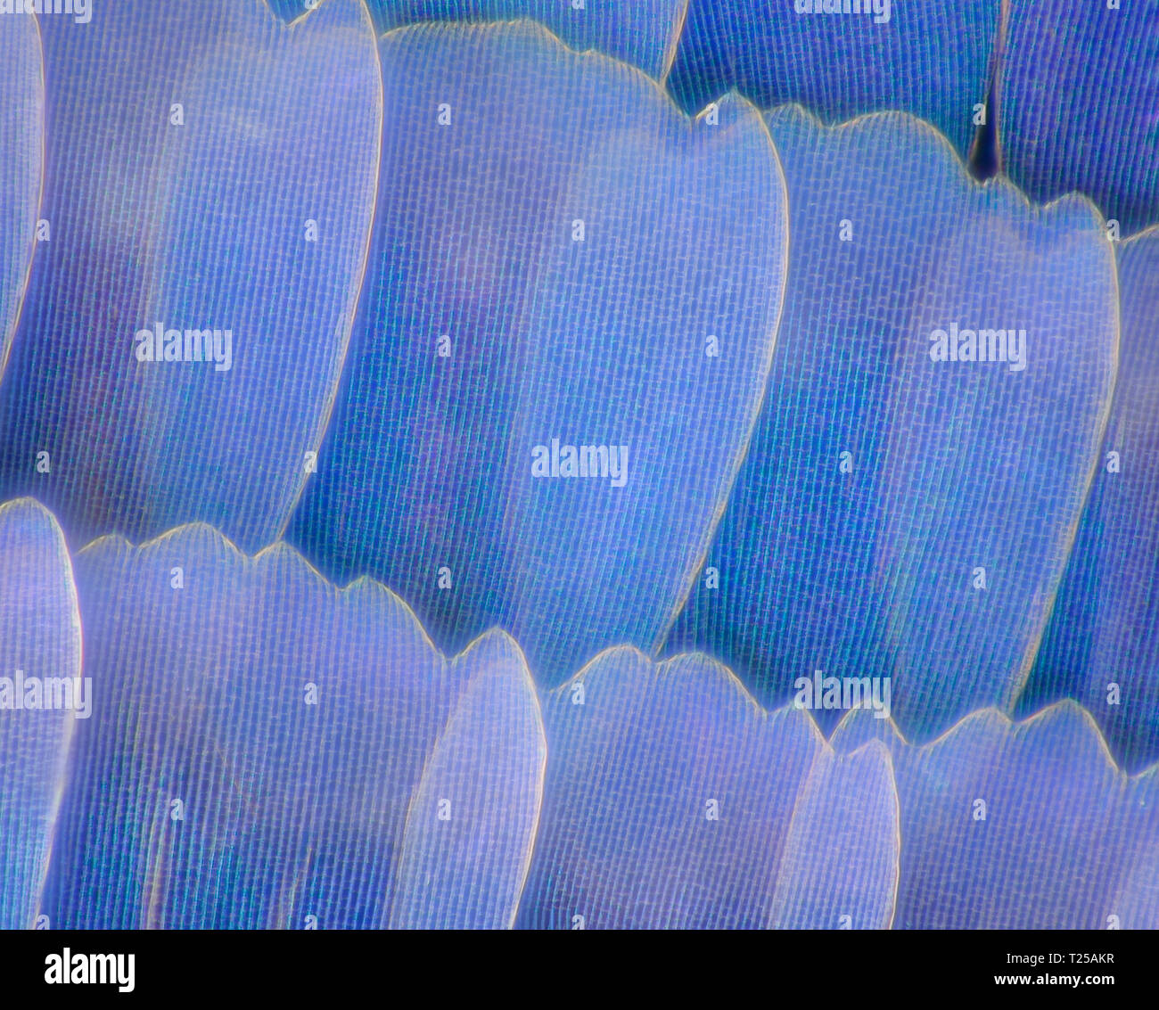 Extreme magnification - Butterfly wingm Blue morpho (morpho peleides ...