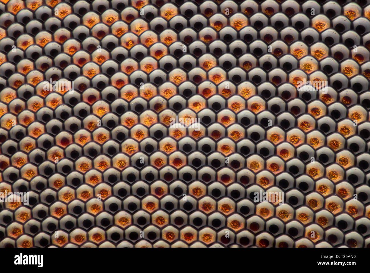 Extreme magnification - Fly compound eye at microscope, 50x ...