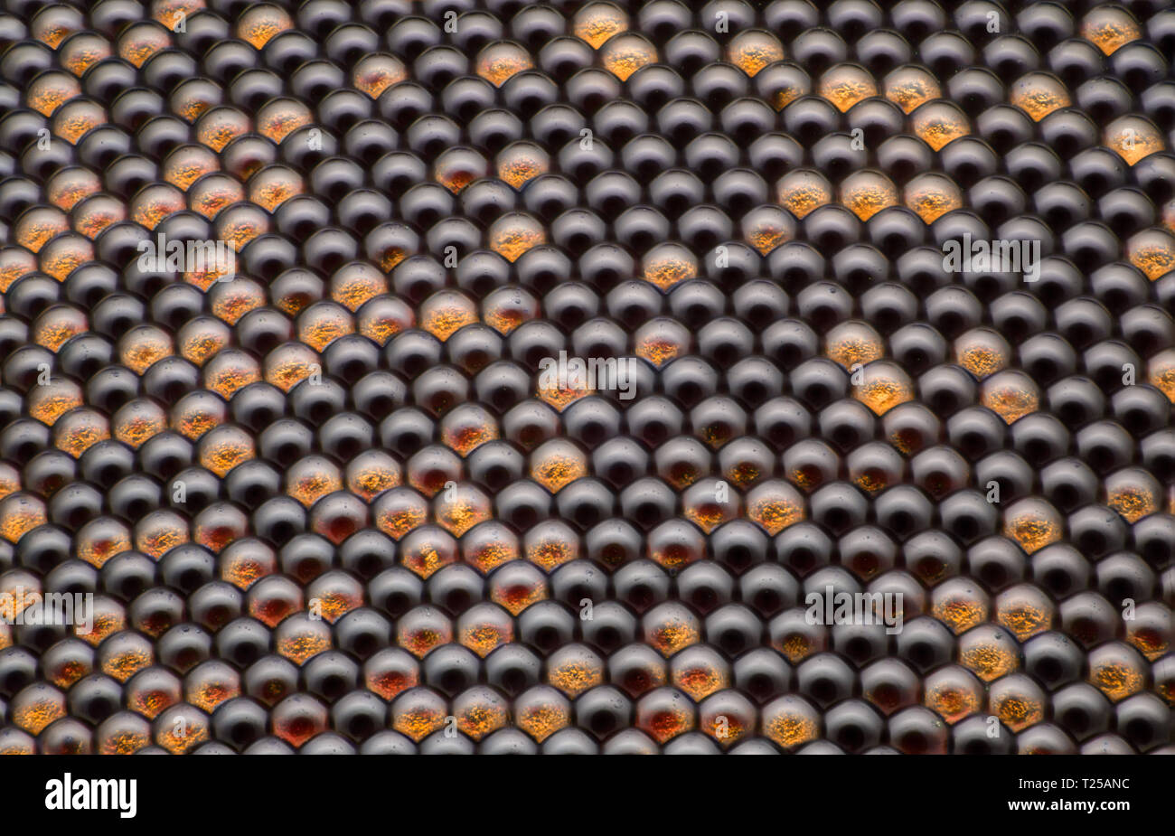 Extreme magnification - Fly compound eye at microscope, 50x ...