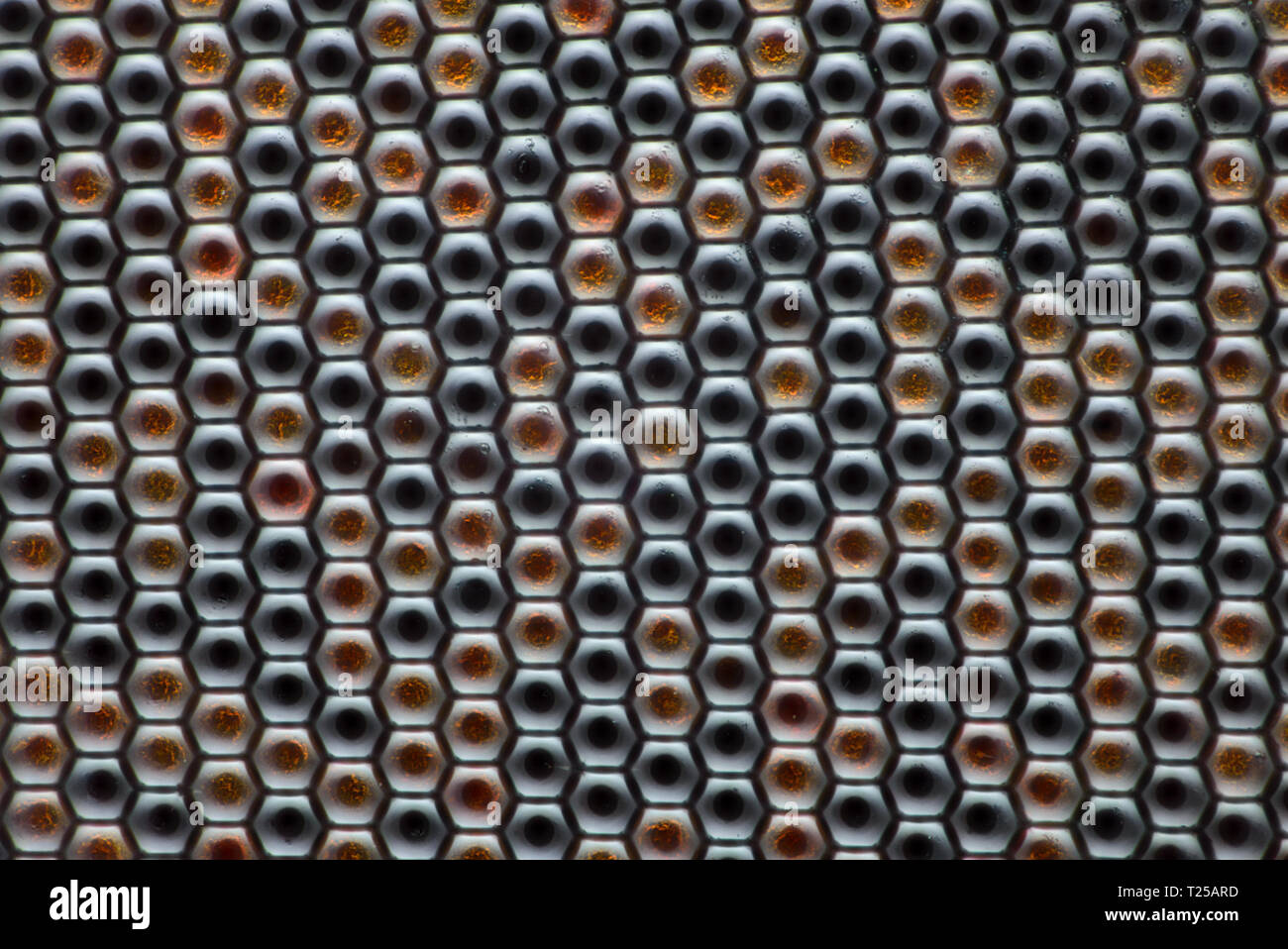 Extreme magnification - Fly compound eye at microscope, 50x ...