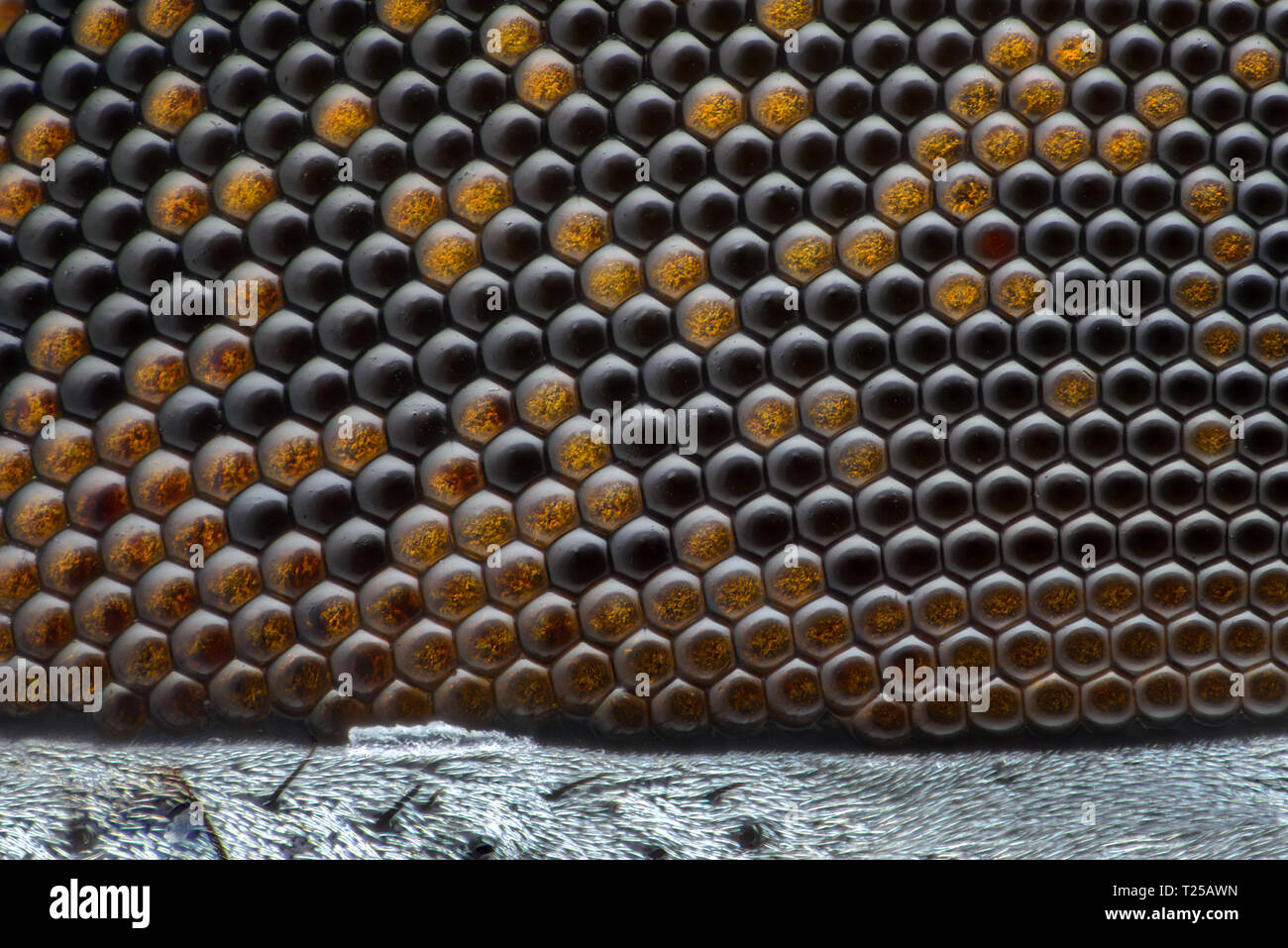 Extreme magnification - Fly compound eye at microscope, 50x ...