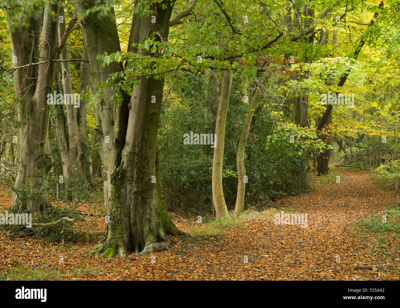Woodland on The Ercall and around Ercall Quarry beside The Wrekin ...