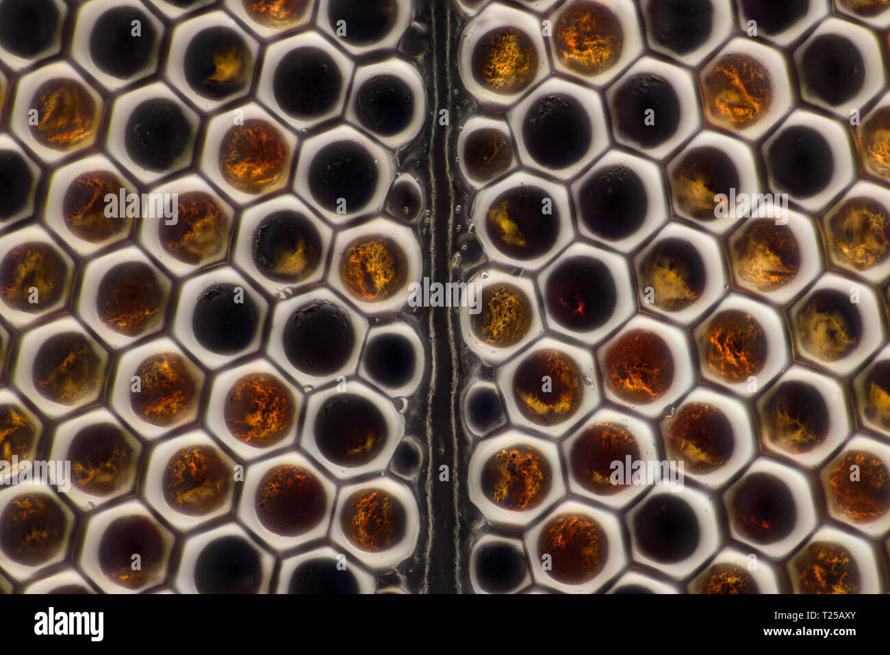 Extreme magnification - Fly compound eye at microscope, 100x ...