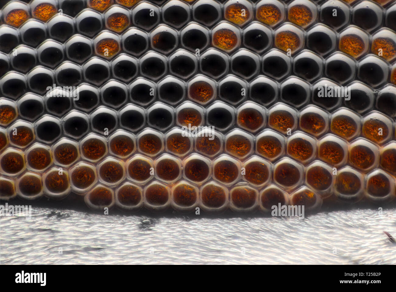 Extreme magnification - Fly compound eye at microscope, 100x ...