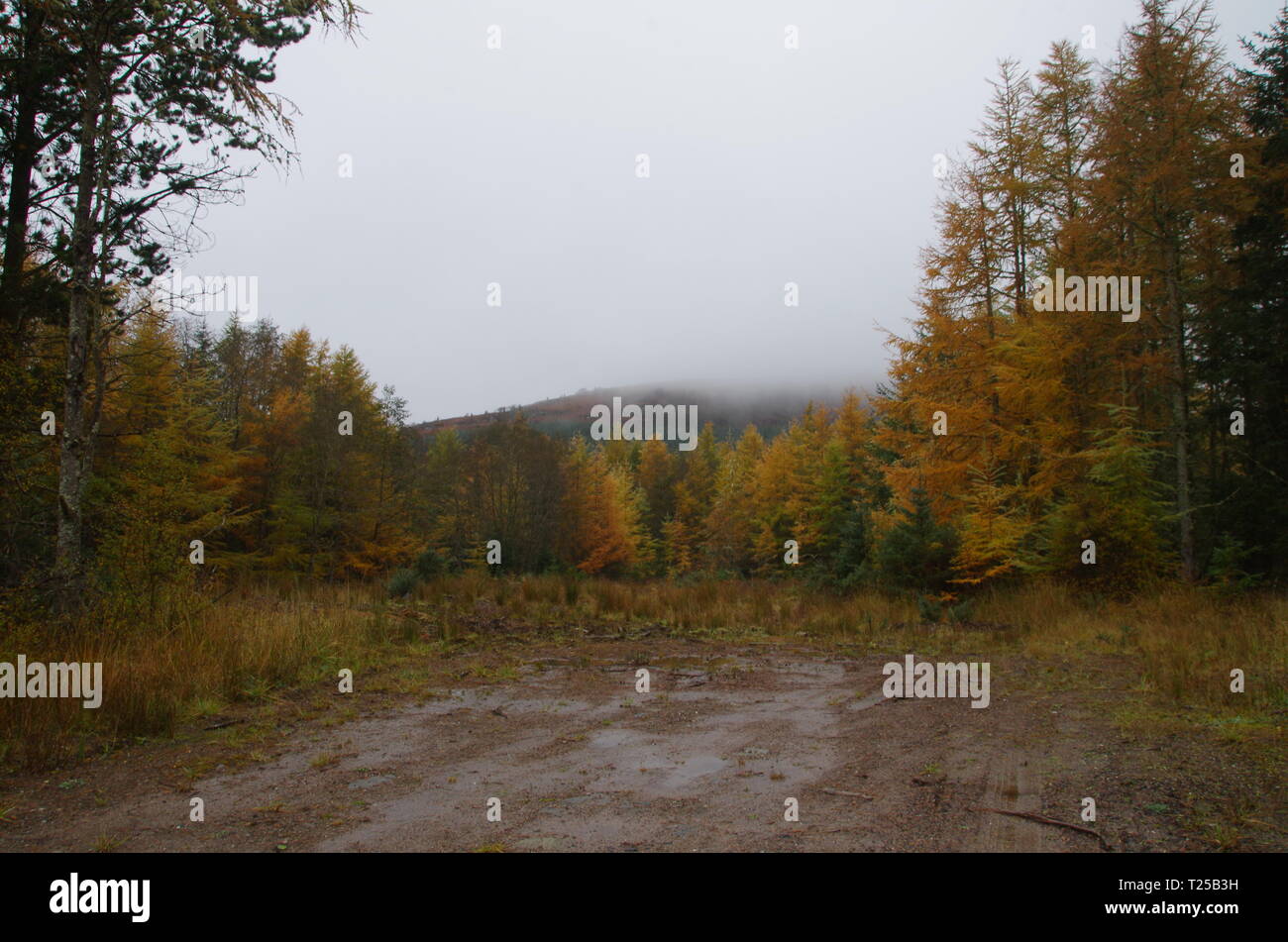 The Loch Lomond and Cowal Way. Cowal peninsula. Highlands. Scotland. UK ...