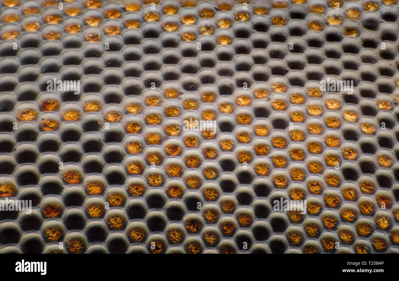 Extreme magnification - Fly compound eye at microscope, 50x ...