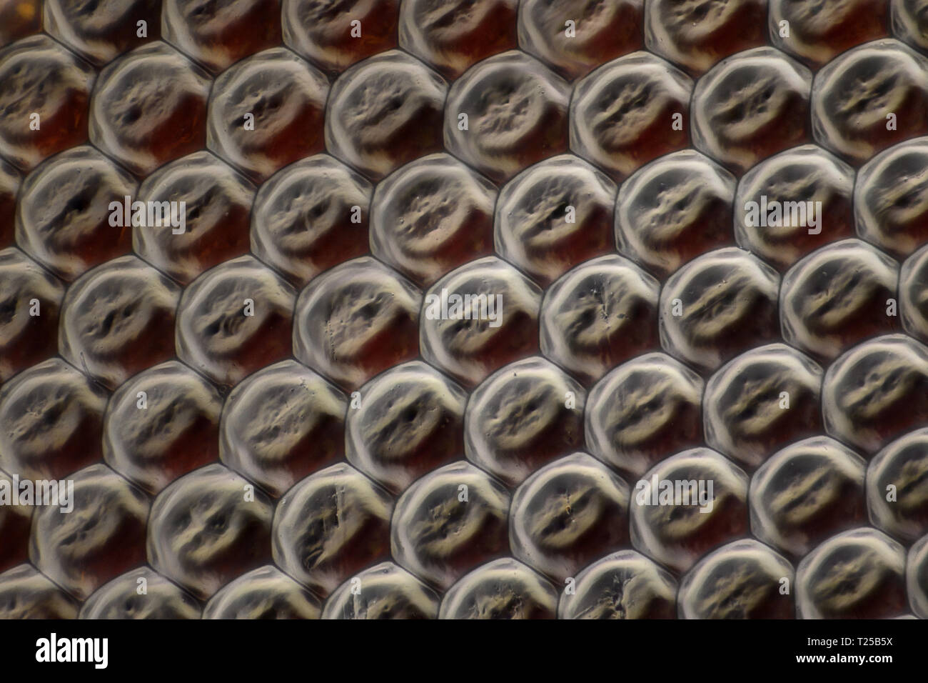 Extreme magnification - Fly compound eye at microscope, 100x ...