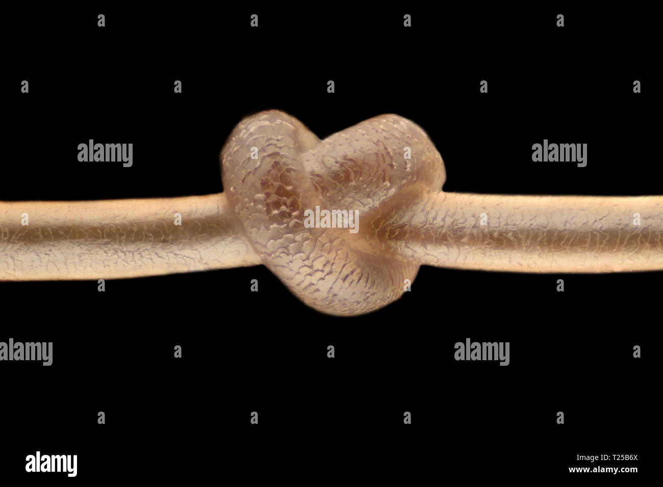 Curly Hair Under Microscope