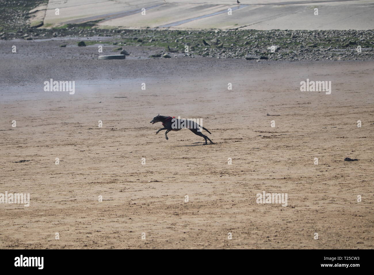 Western greyhound hi-res stock photography and images - Alamy