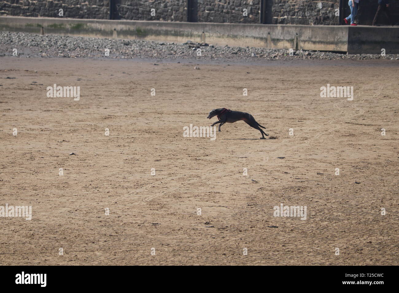 Western greyhound hi-res stock photography and images - Alamy