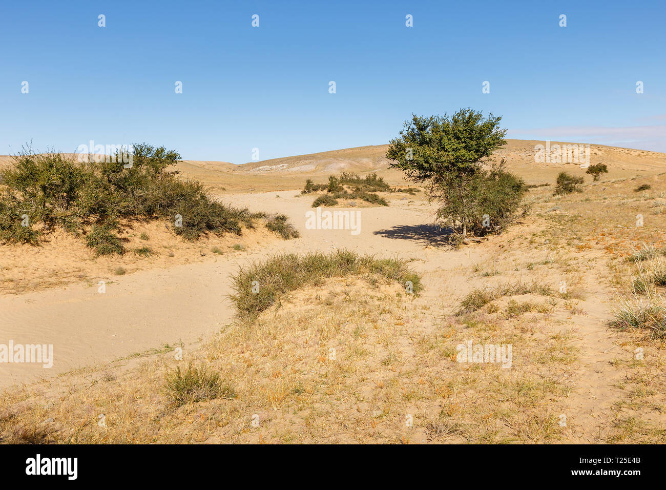 green trees in the desert, Gobi desert, Mongolia Stock Photo - Alamy