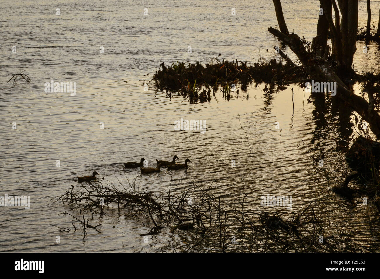 Duck trails during sunset with river water reflections Stock Photo - Alamy