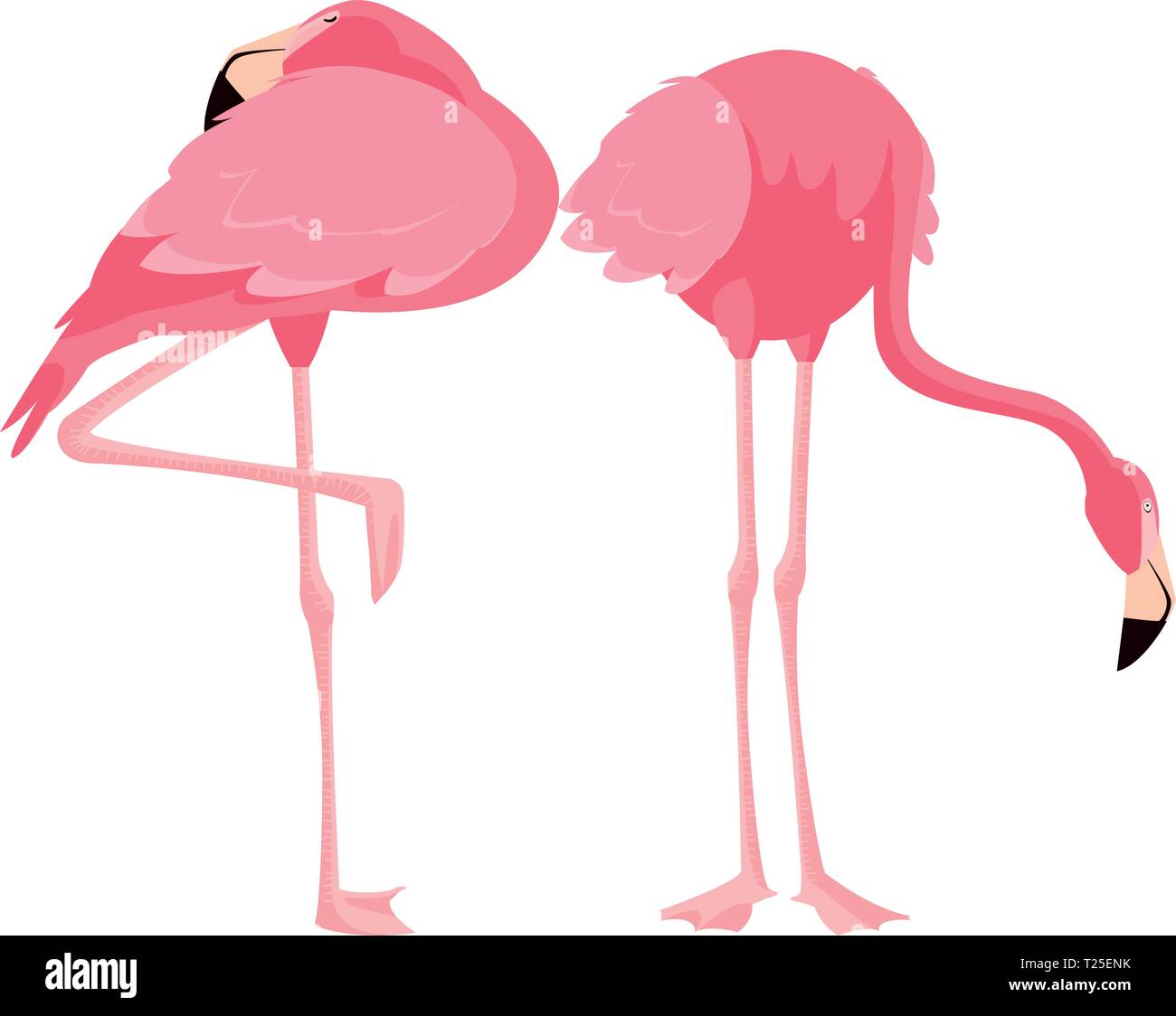 elegant flamingo birds couple vector illustration design Stock Vector ...
