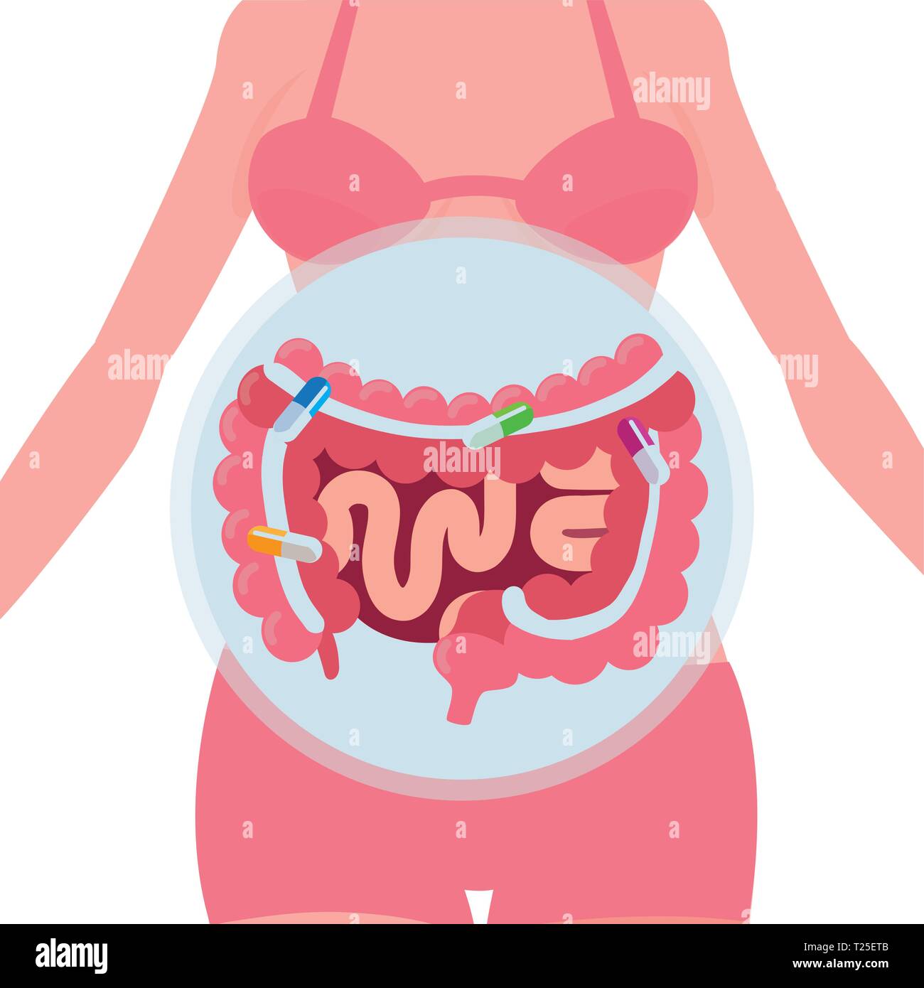 female anatomy with digestive system vector illustration design Stock ...