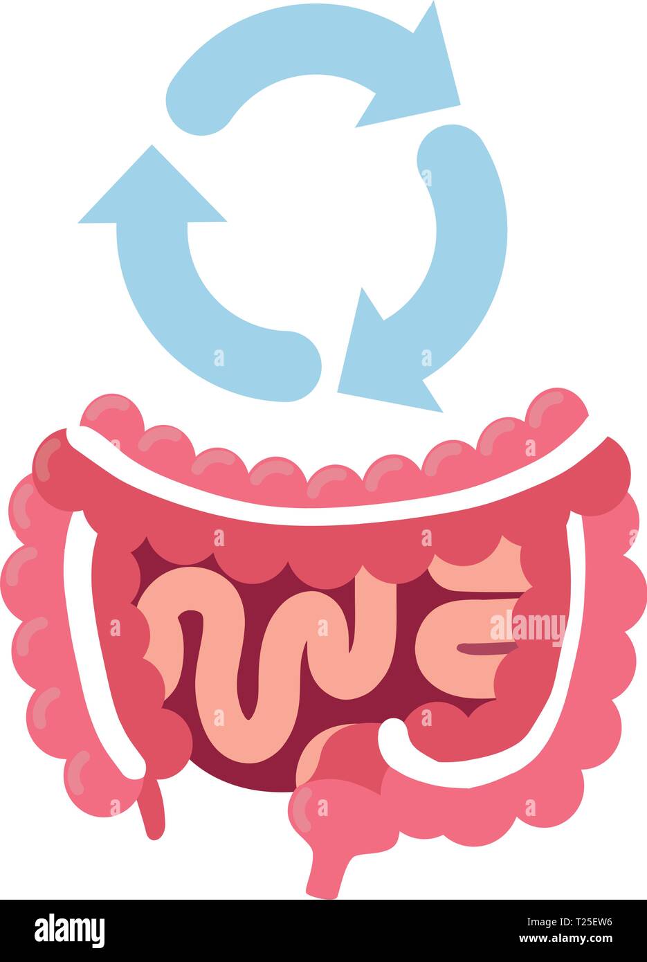 digestive system anatomy with arrows around vector illustration design ...