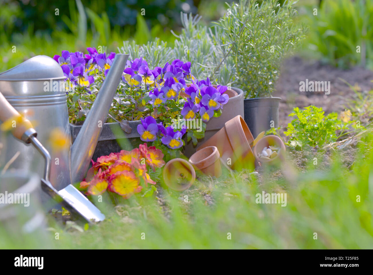 gardening equipment for springtime work and flowers in a garden Stock ...