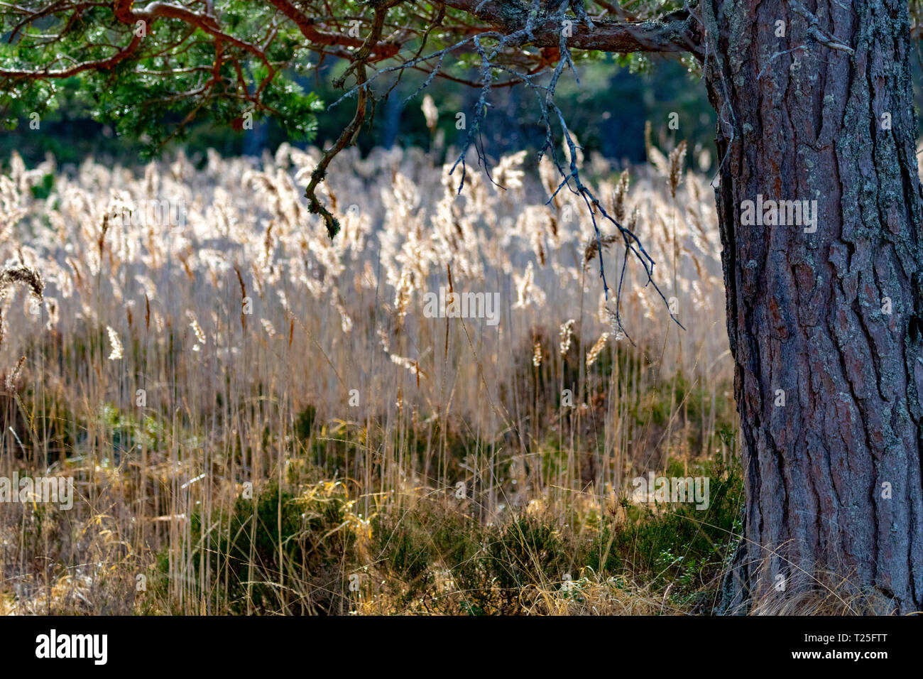 Backlit reeds along the shoreline of Loch an Eilein, Aviemore Scottish ...