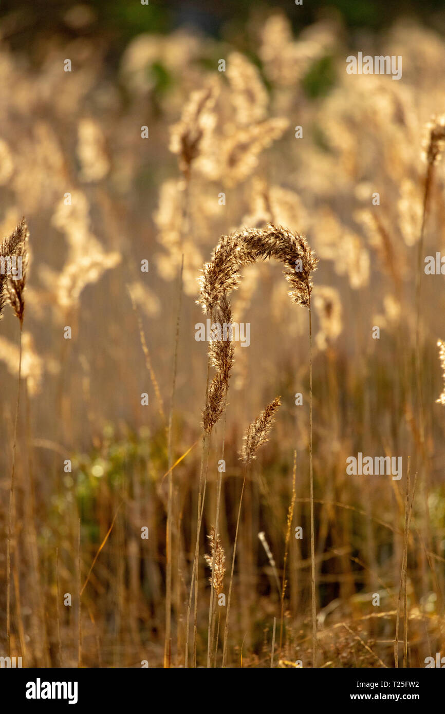 Backlit reeds along the shoreline of Loch an Eilein, Aviemore Scottish ...