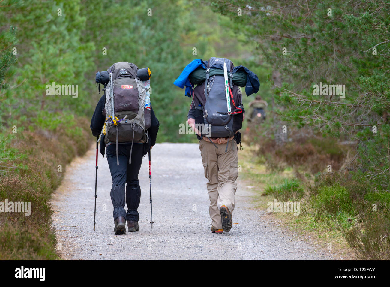 Hikers walking along the forest trails in Glenmore Forest Park towards ...