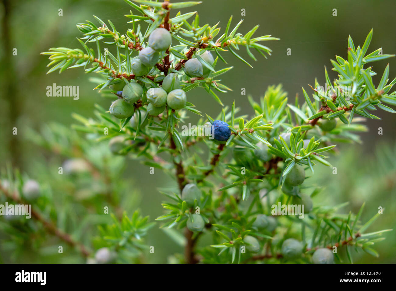 Juniper berry plant hi-res stock photography and images - Alamy